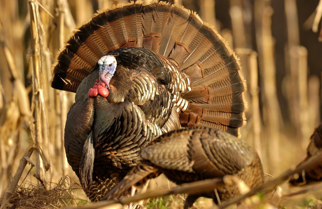 Turkey Hunting Season in Michigan - Hunting Locator