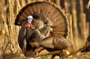 Turkey Hunting Season in Michigan - Hunting Locator