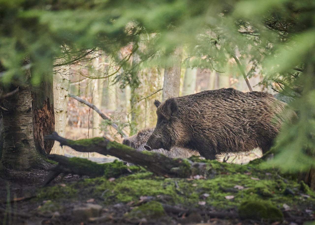 Hog Hunting in Kansas: Is a Hunting Ban Good Policy?