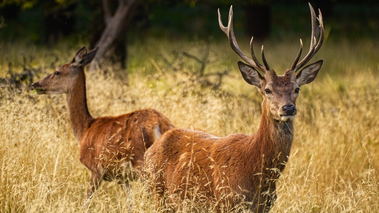 Indiana Deer Hunting Season Dates, Top Spots, and Info