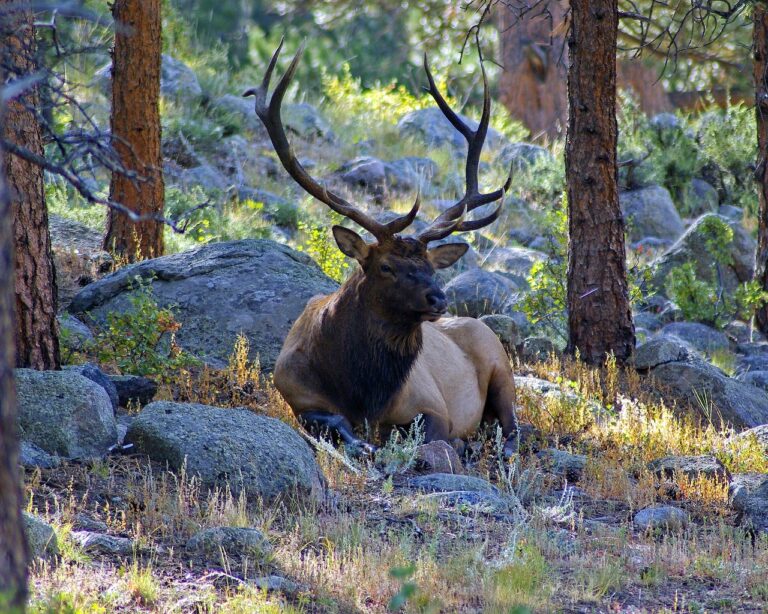 Arkansas Elk Hunting: Your Ultimate Season Starter Guide for 2024