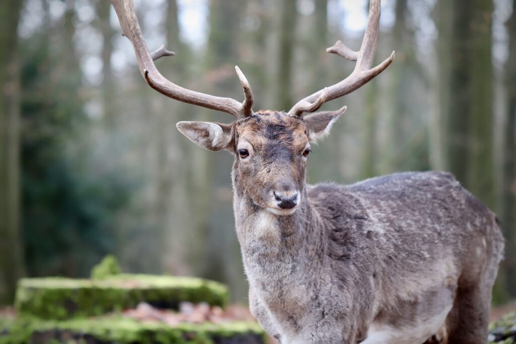SC Hunting Seasons 2025 Edition: Dates, Limits, & Info