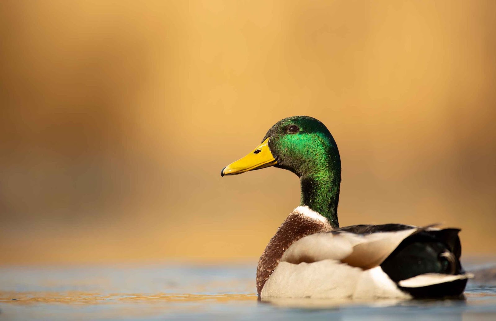Arkansas Duck Hunting: Traditions, Tips, and Top Spots