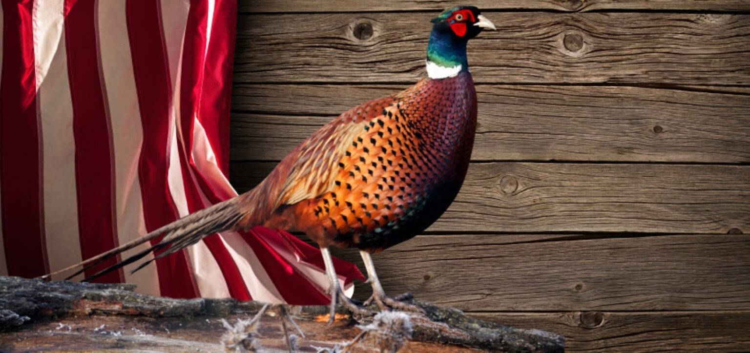 Pheasant Hunting in Kansas | Seasons, Zones, & Tips