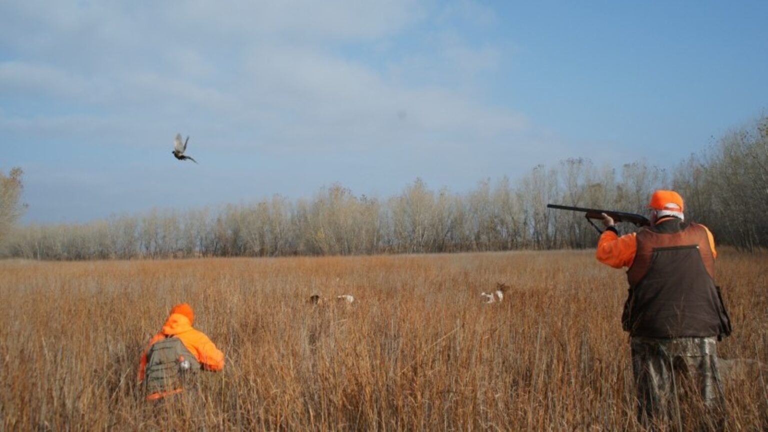 Pheasant Hunting in Kansas | Seasons, Zones, & Tips