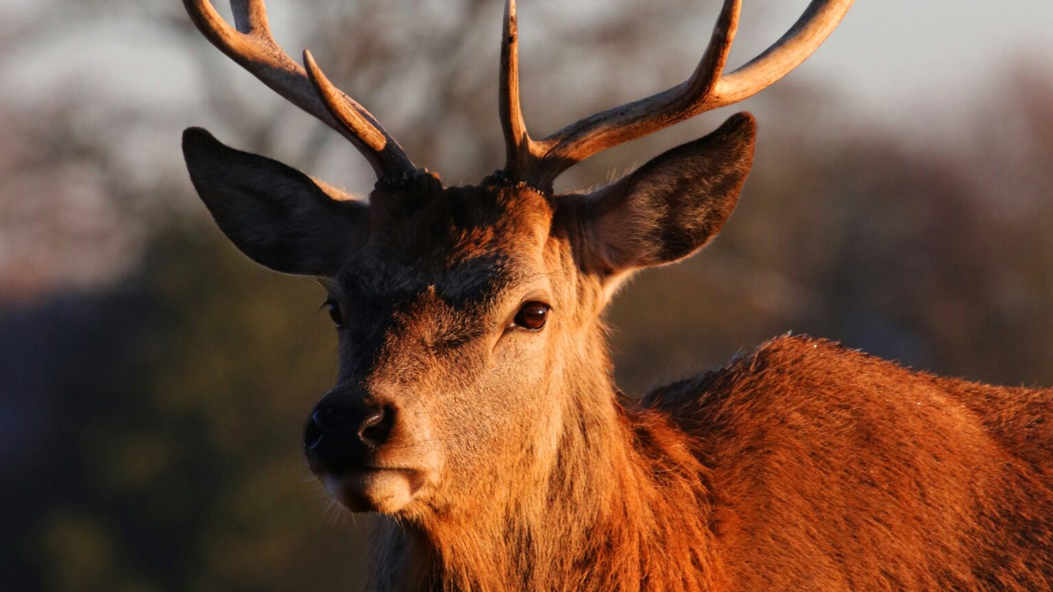 Kentucky Deer Season - Key Dates, Rules, and Tips
