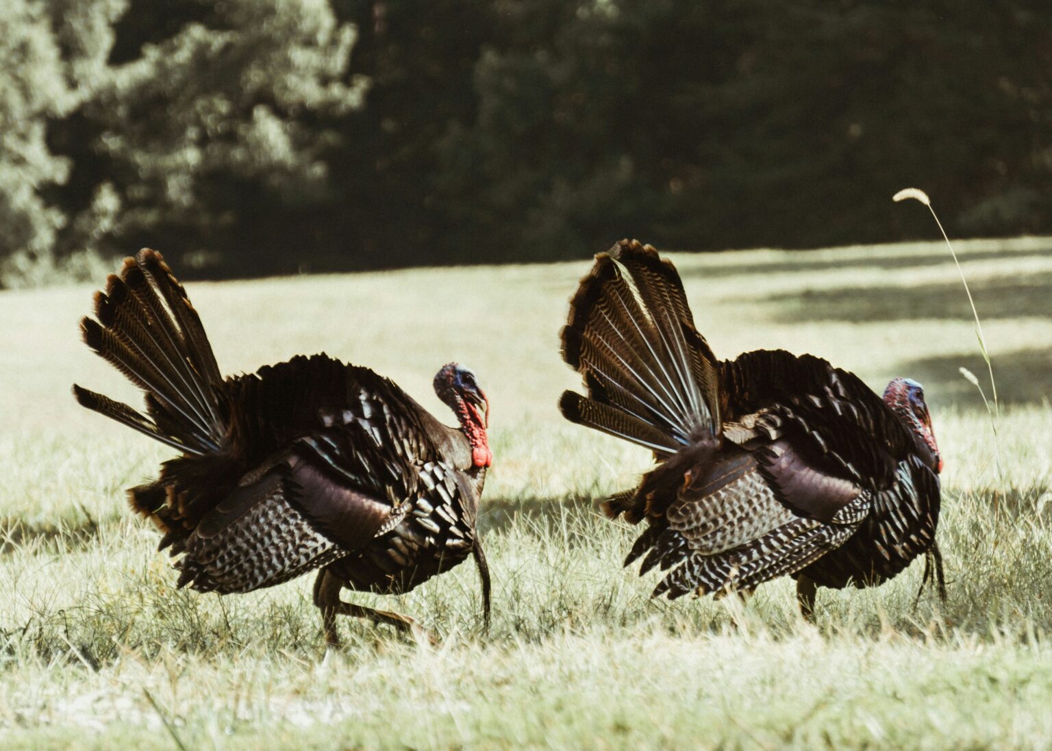 Kentucky Turkey Season Essentials: Gear Up for the Hunt