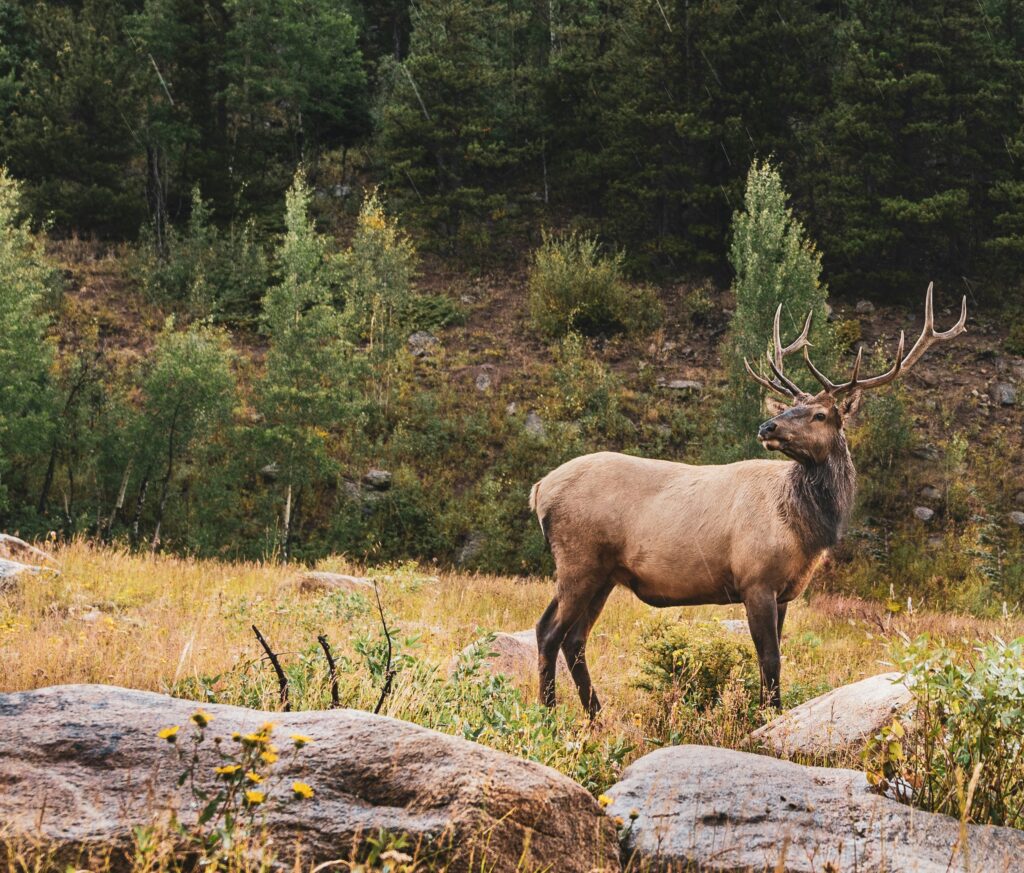 How to Lease Your Land for Hunting: 8 Steps to Passive Income - Hunting ...