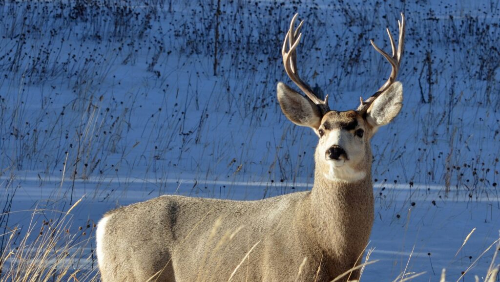 Unlocking SD Deer Hunting Season: Your Ultimate 2025 Guide - Hunting ...