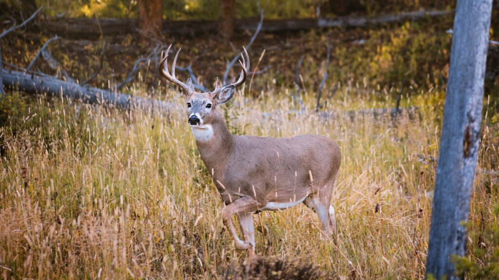 Texas Hunting Seasons 2025-2026: The Ultimate Guide