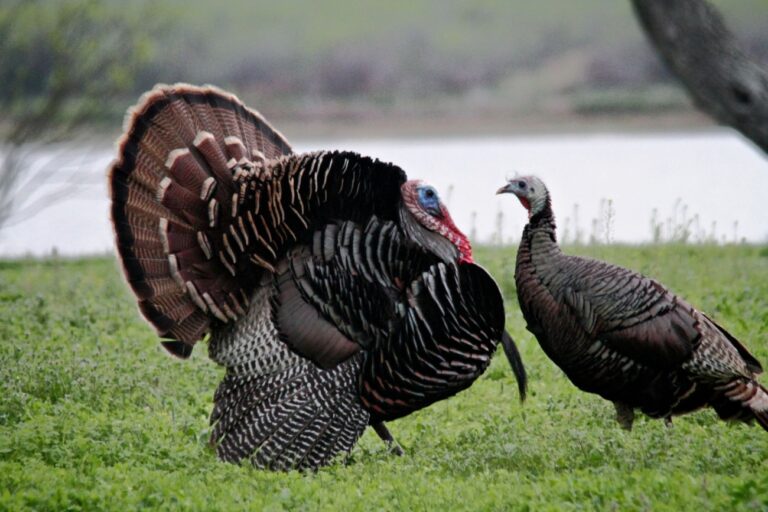 Turkey Hunting in Kansas: Season Dates, Regs, and Tips
