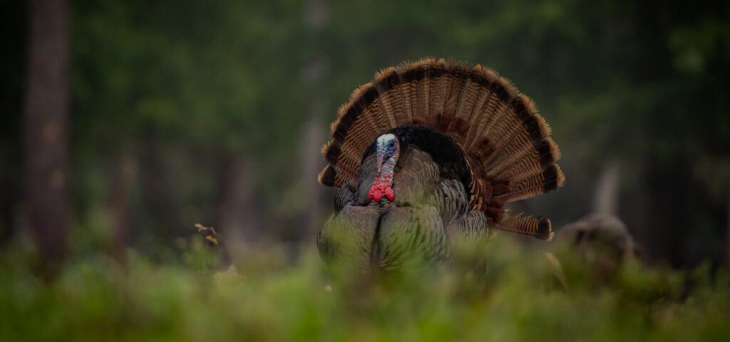 Kentucky Turkey Season Essentials: Gear Up for the Hunt