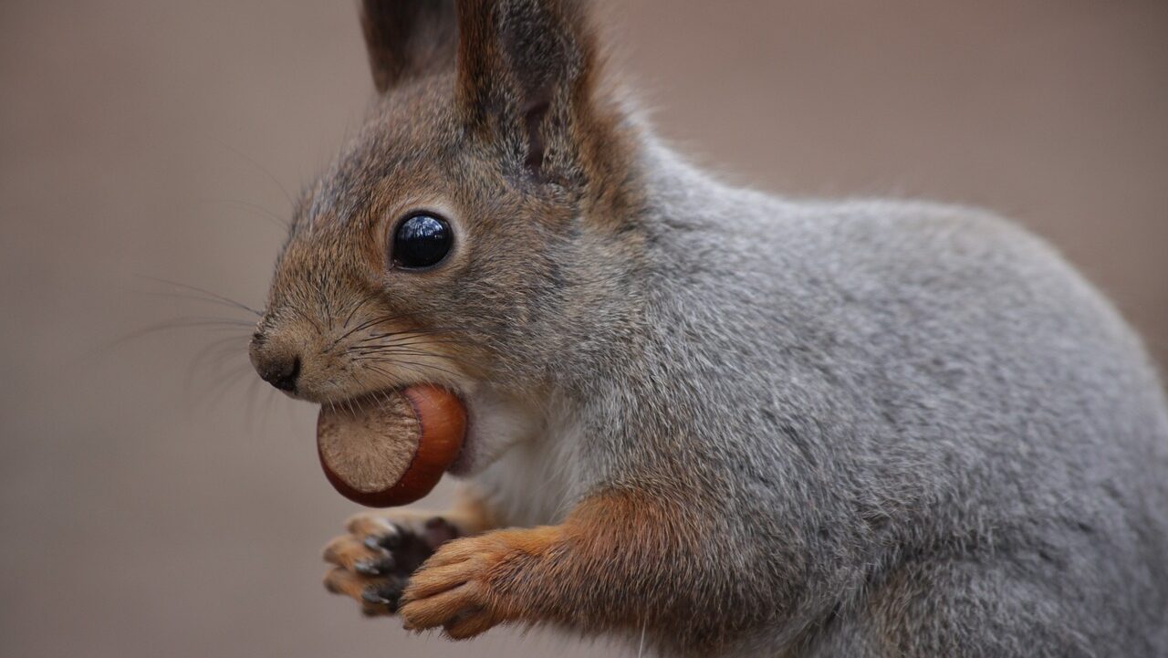 Kentucky Squirrel Season 2024: Dates, Tips, & Best Spots for Preparing