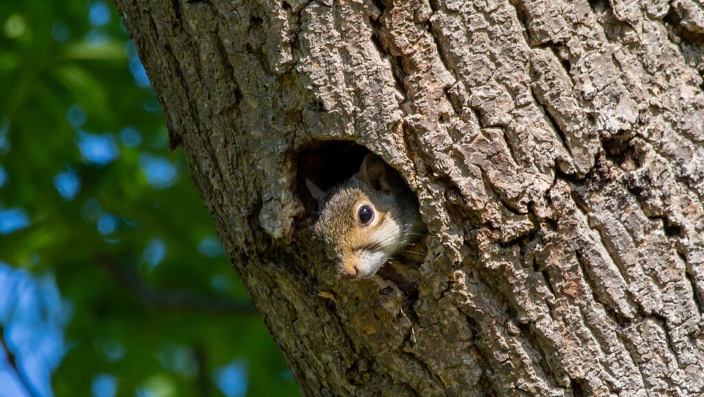Kentucky Squirrel Season 2024: Dates, Tips, & Best Spots for Preparing