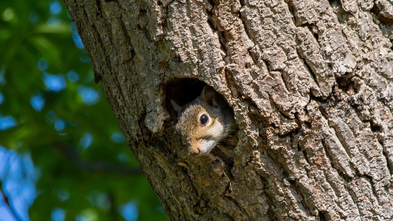 Kentucky Squirrel Season 2024: Dates, Tips, & Best Spots for Preparing