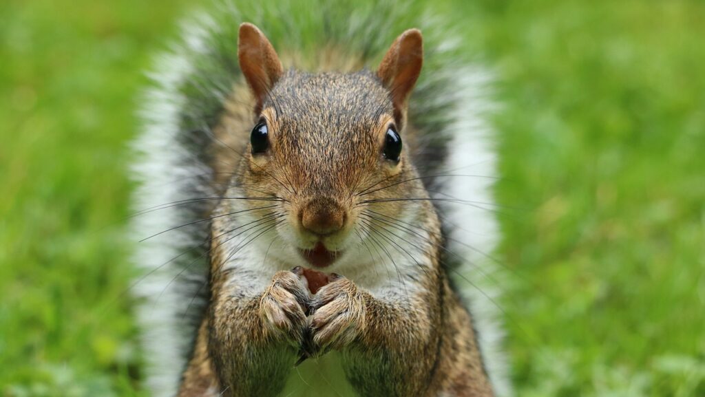 Kentucky Hunting Seasons Guide: Dates, Species, Regs, & Info