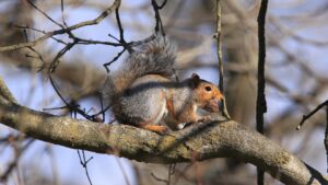 Kentucky Squirrel Season 2024: Dates, Tips, & Best Spots for Preparing