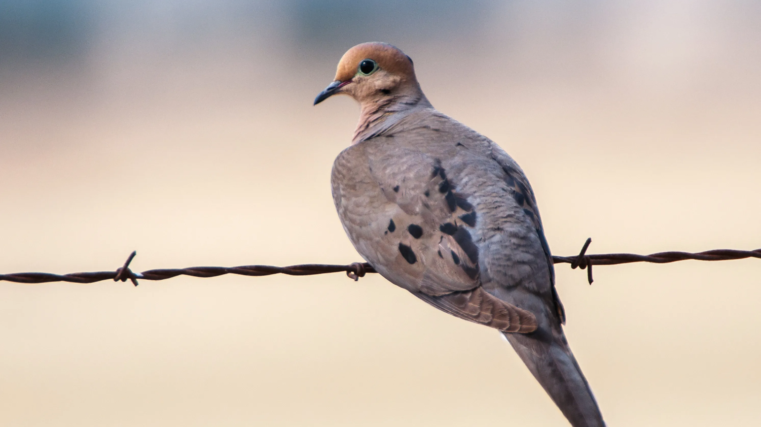 Arizona Dove Hunting Season: 2025 Dates, Limits and Info