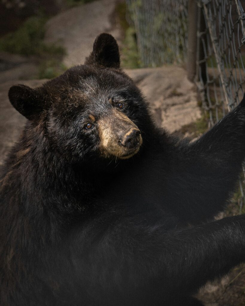 Kentucky Bear Season: Key Dates, Rules, and Info