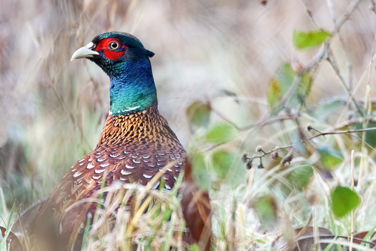 Pheasant Hunting in Illinois: Your Guide to Upland Hunting