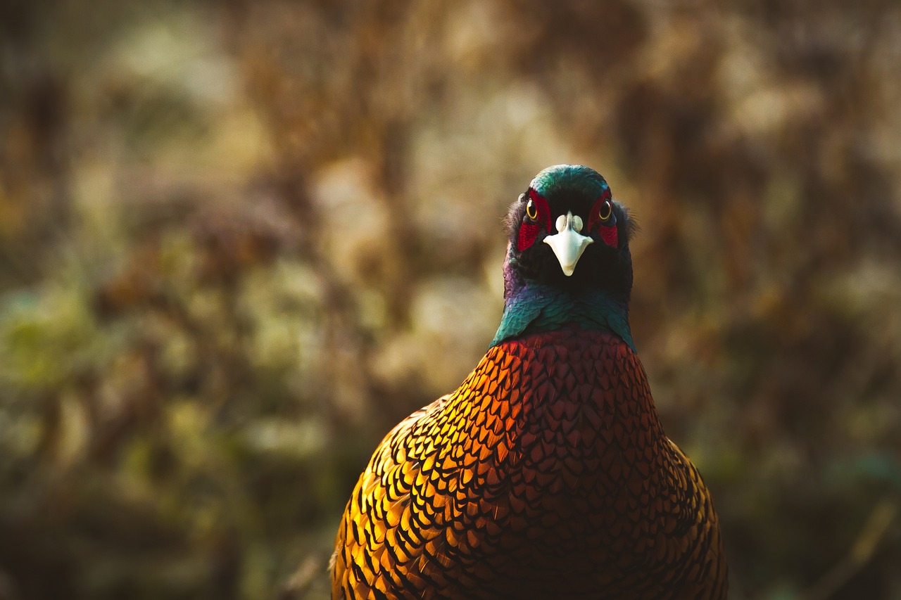 Pheasant Hunting in Illinois: Your Guide to Upland Hunting
