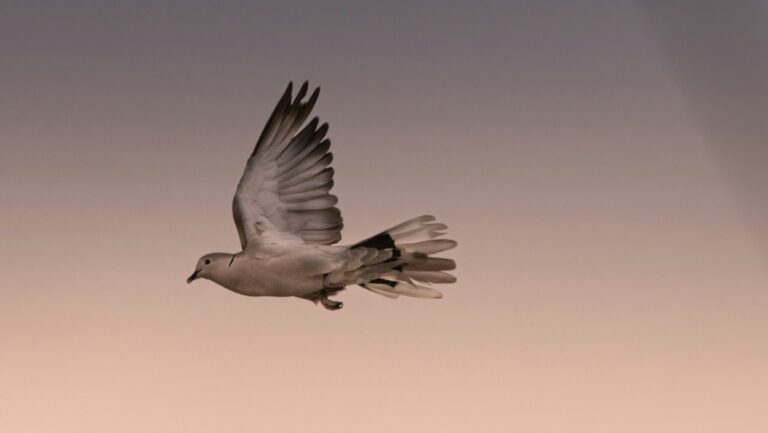 Dove Hunting in Illinois: Top Spots and Tips for Success