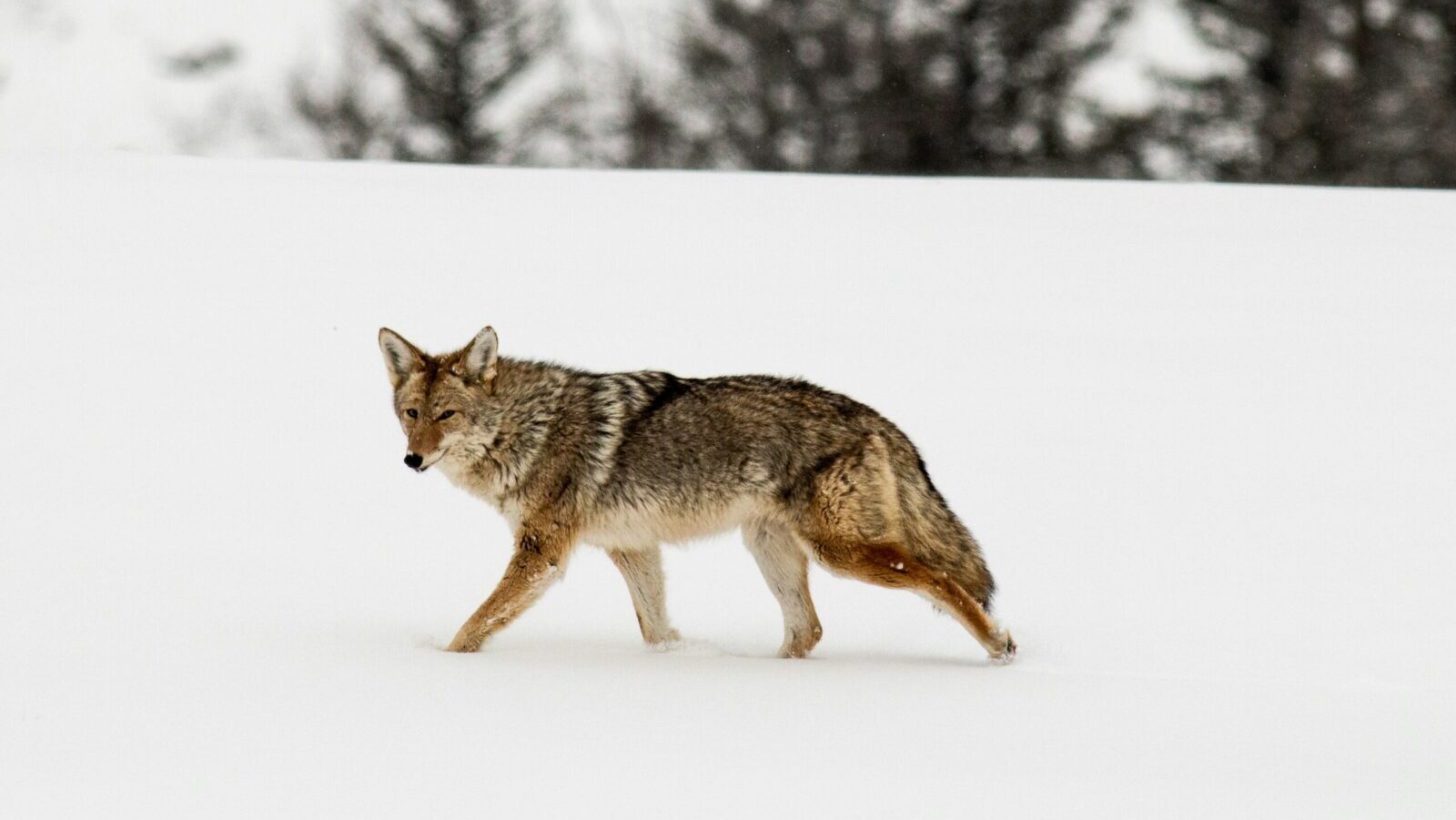 Hunting in Colorado: Info on Dates, Species, Zones, and More