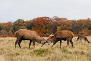 Michigan Deer Hunting Season: Key Dates & Tips 2024-2025