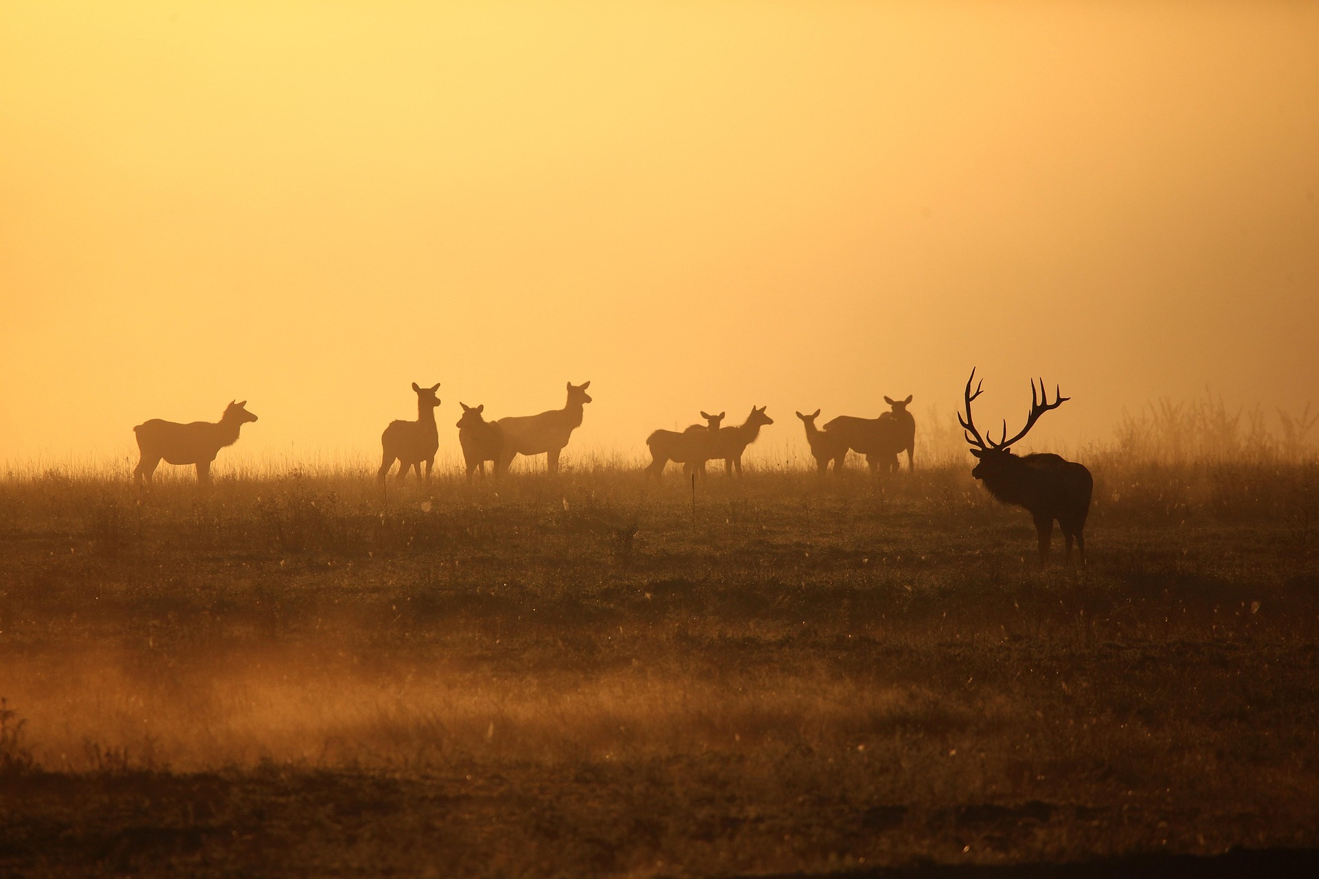 Colorado Elk Hunting: The Complete Guide