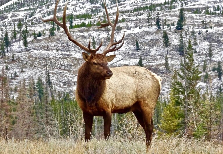 Colorado Elk Hunting: The Complete Guide