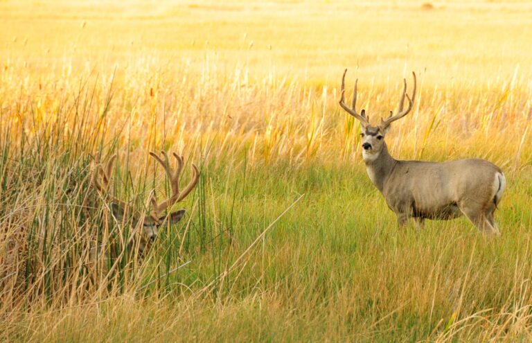 Montana Hunting: Species, Seasons, Dates, Bag Limits & More