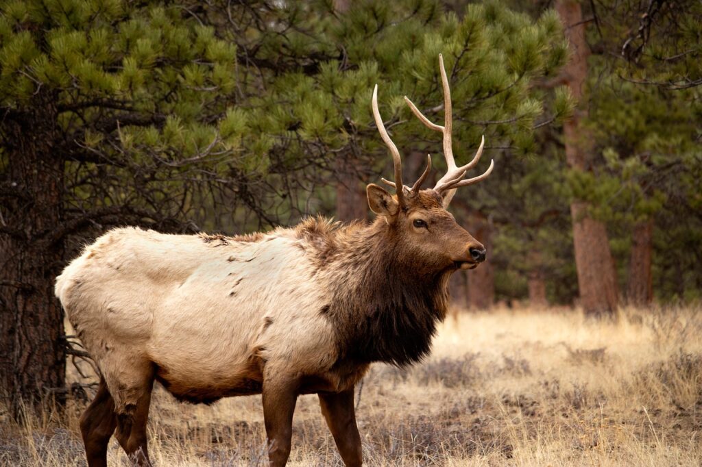 Wyoming Elk Hunting: 2025 Season Dates, Rules and Strategies