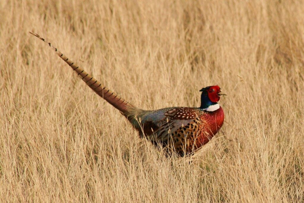 South Dakota Pheasant Hunting Guide for 2025-2026