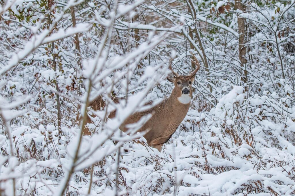 SC Deer Hunting: 2025 Hunting Season Dates, Limits, and Info