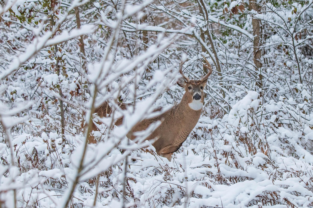 SC Deer Hunting: 2025 Hunting Season Dates, Limits, and Info