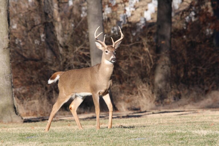 SC Deer Hunting: 2025 Hunting Season Dates, Limits, and Info