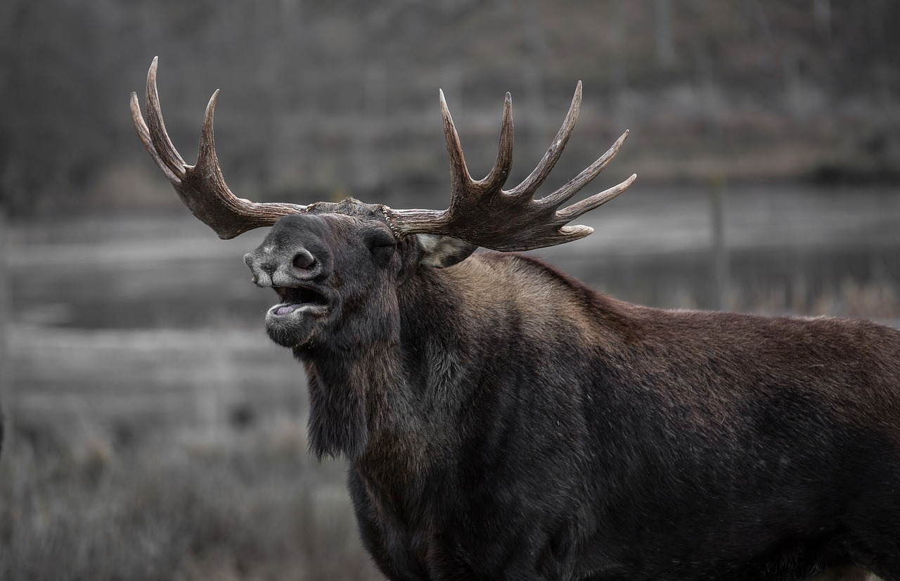 Alaska Moose Hunting: Your Complete Out-of-State Hunter's Guide to ...