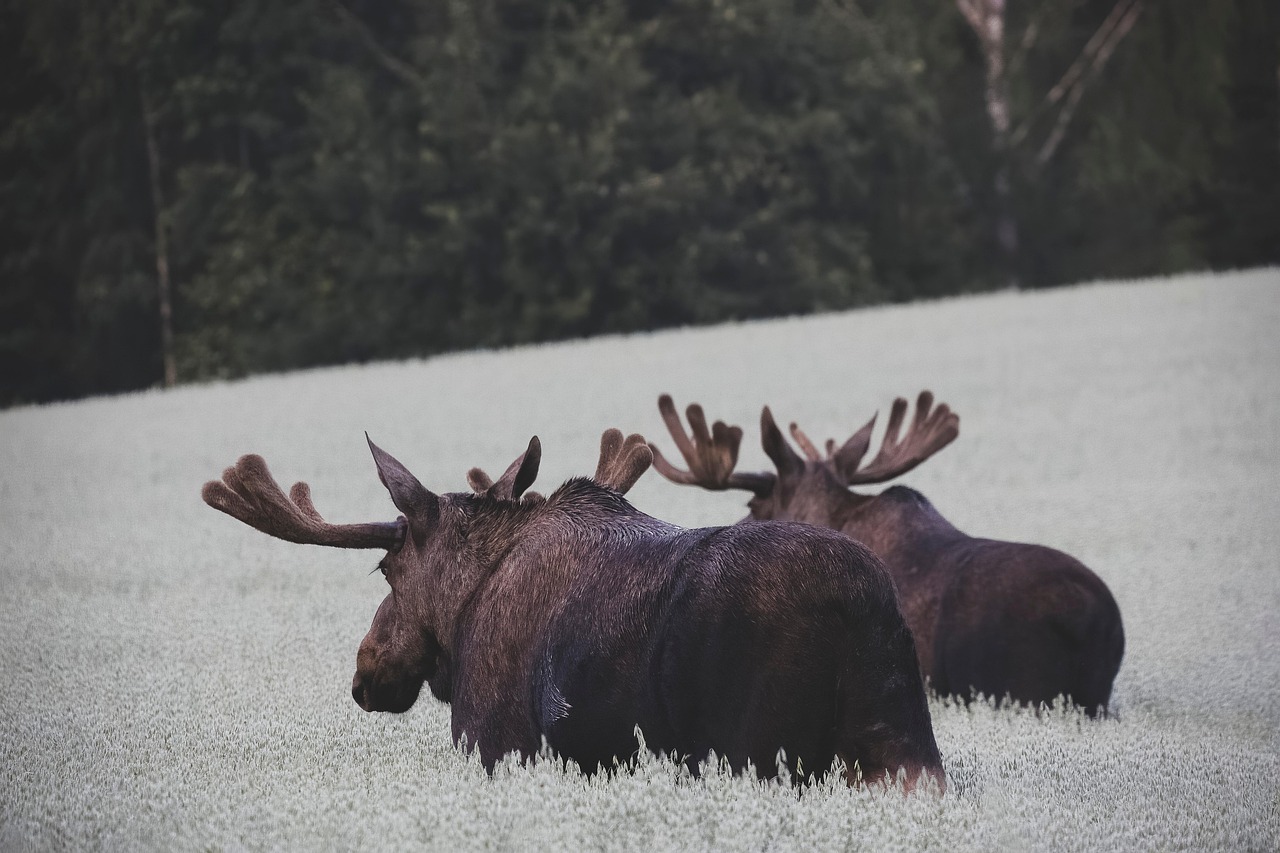 Maine Moose Hunting 2025: Your Complete Guide to Drawing Permits and ...