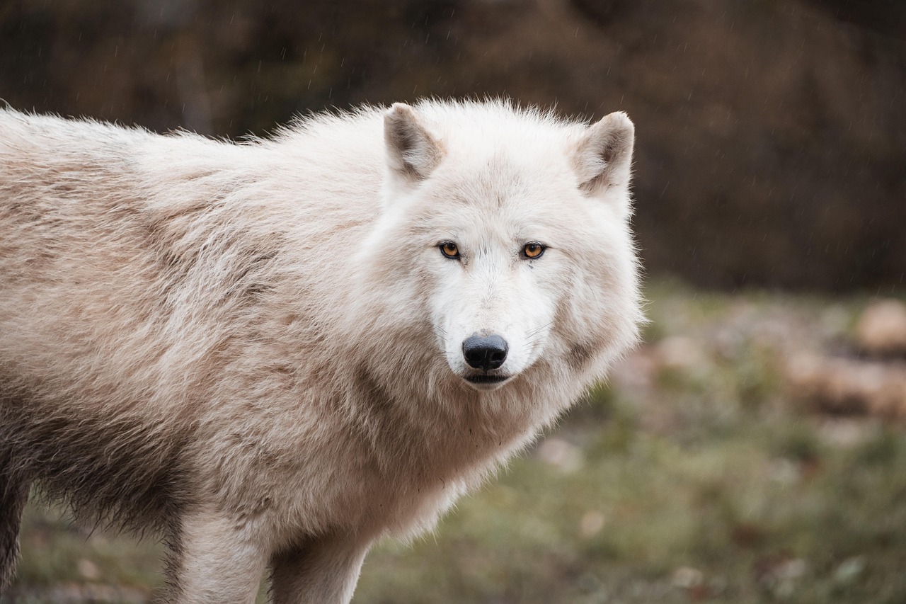 Alaska Wolf Hunting Guide: Regulations, Seasons & Tips