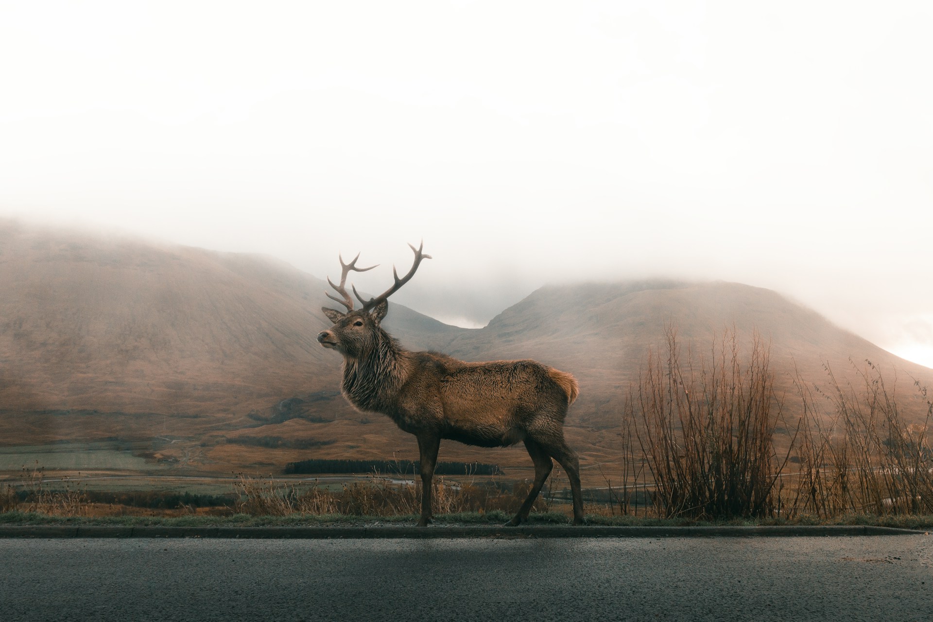 Georgia Deer Season Guide: All You Need To Know