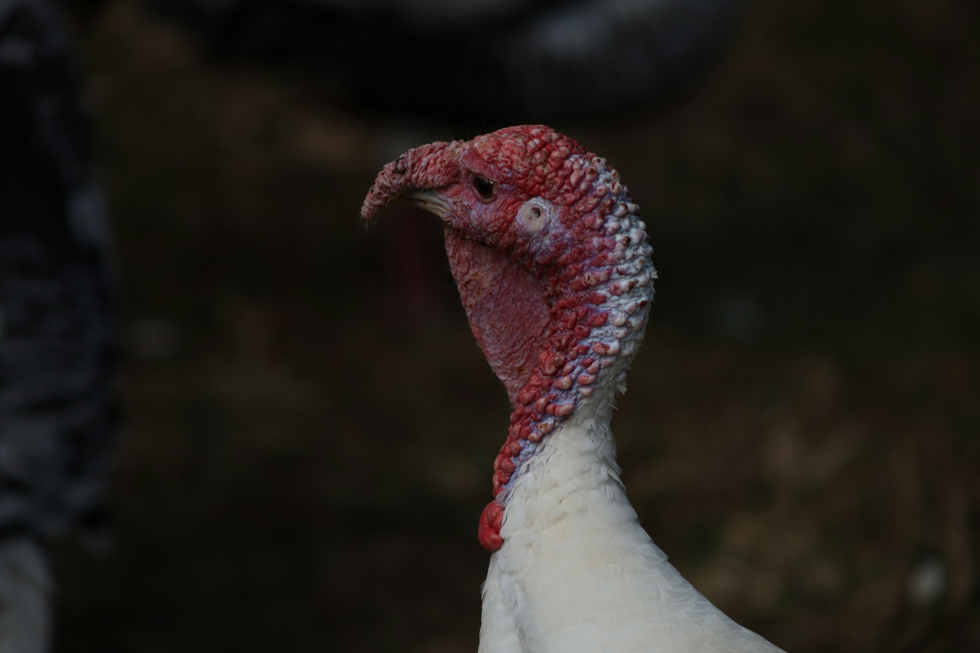 Connecticut Turkey Season: Dates, Licenses, And Where To Hunt