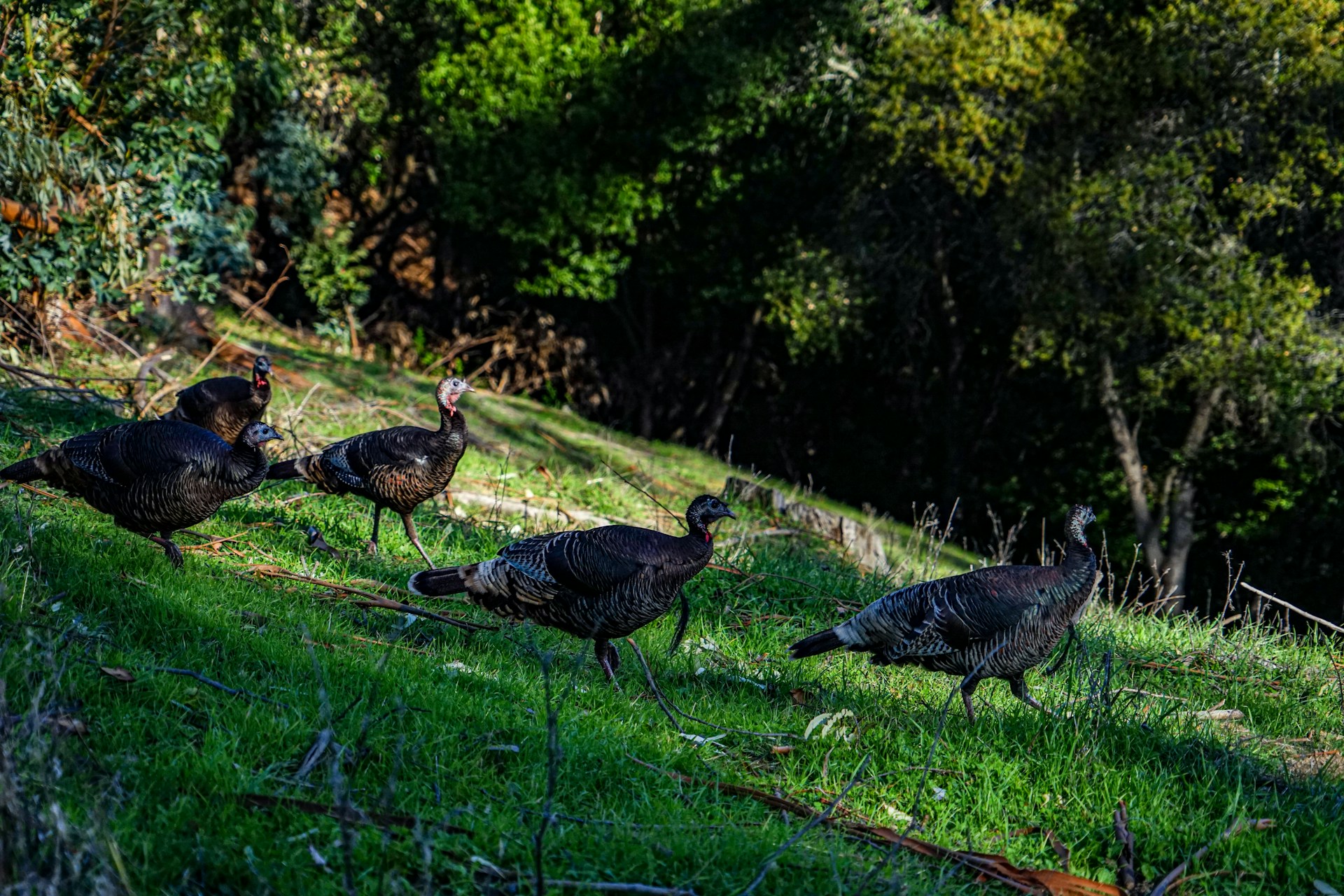 Missouri Turkey Season Regulations, Dates & Where To Hunt