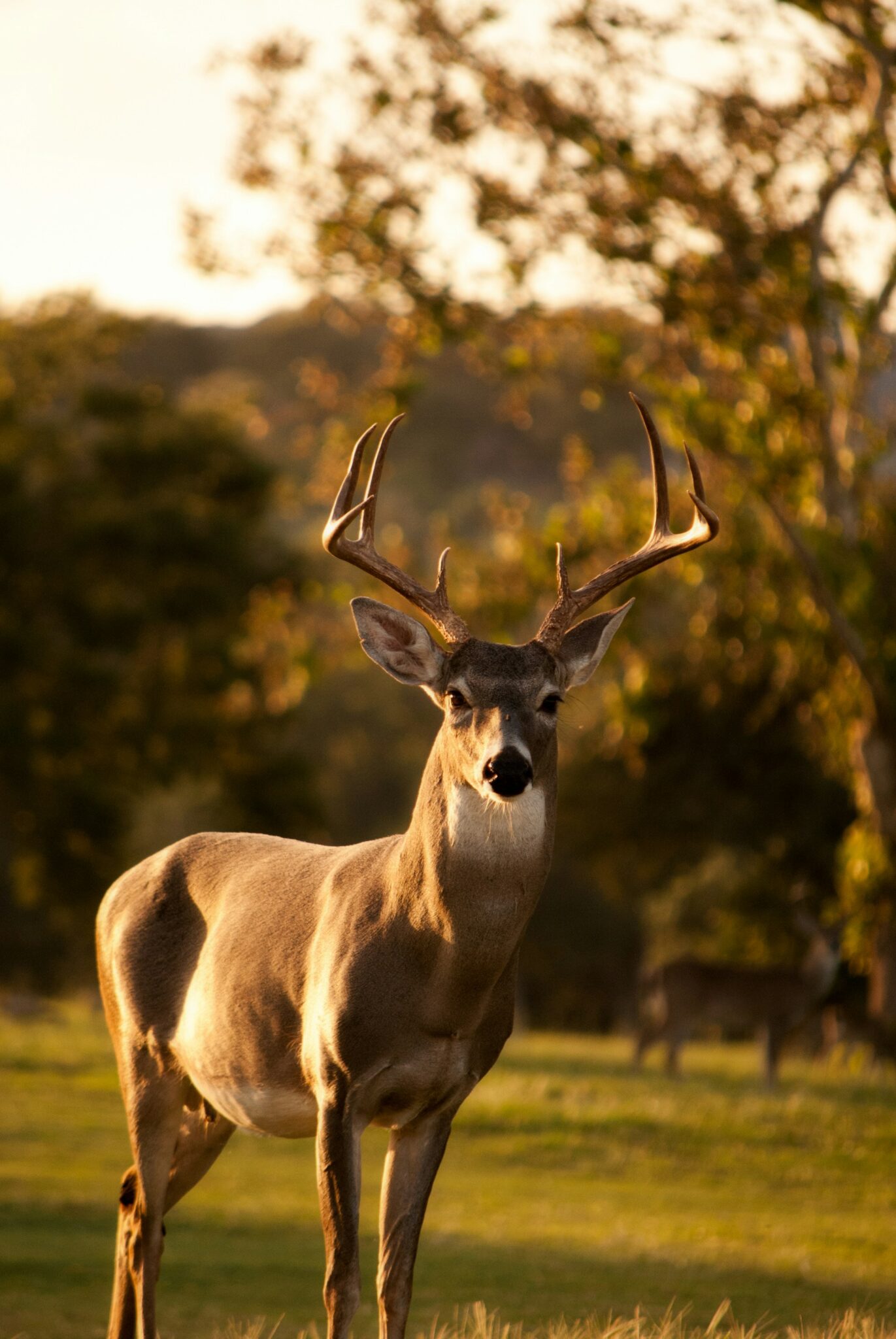 South Carolina Deer Season: Dates, Licenses, Where To Hunt