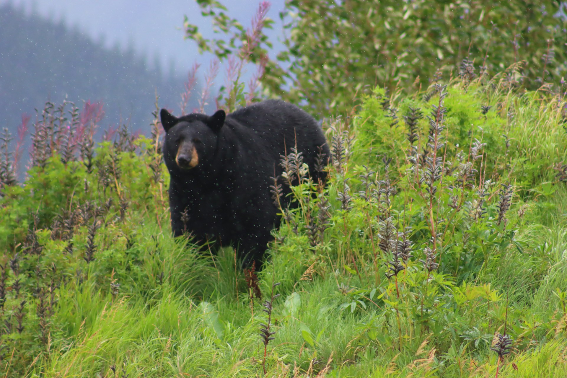 Utah Black Bear Season Guide: Permits, Dates, Locations