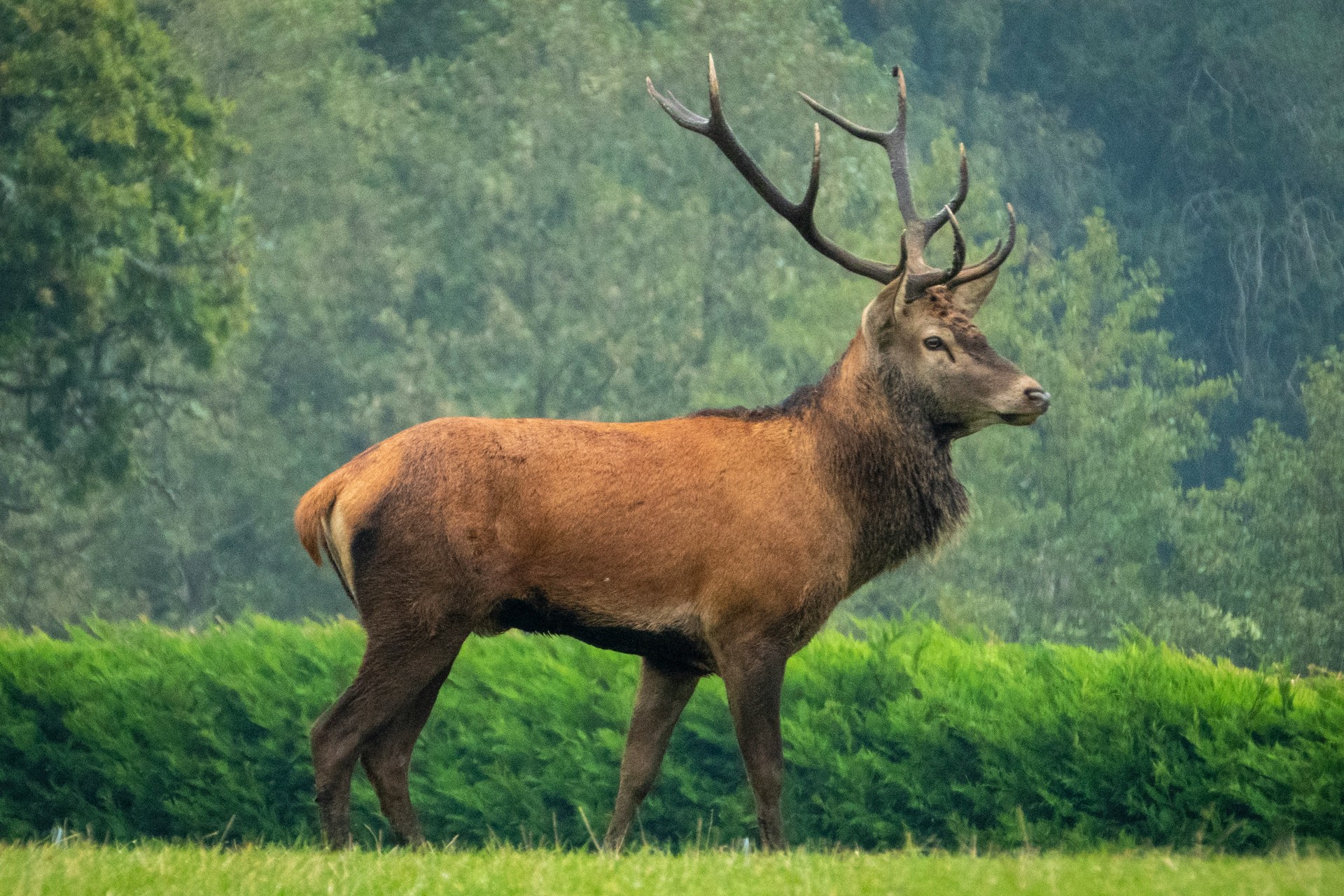 Ohio Deer Season: Complete Dates, Licenses & Where To Hunt