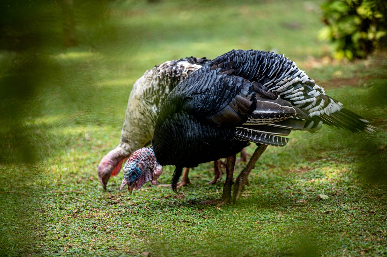 Minnesota Turkey Season Guide For 2026: Dates, Licenses & Where To Hunt ...