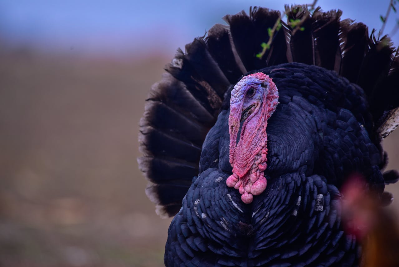 New Mexico Turkey Season: Complete Planning Resource