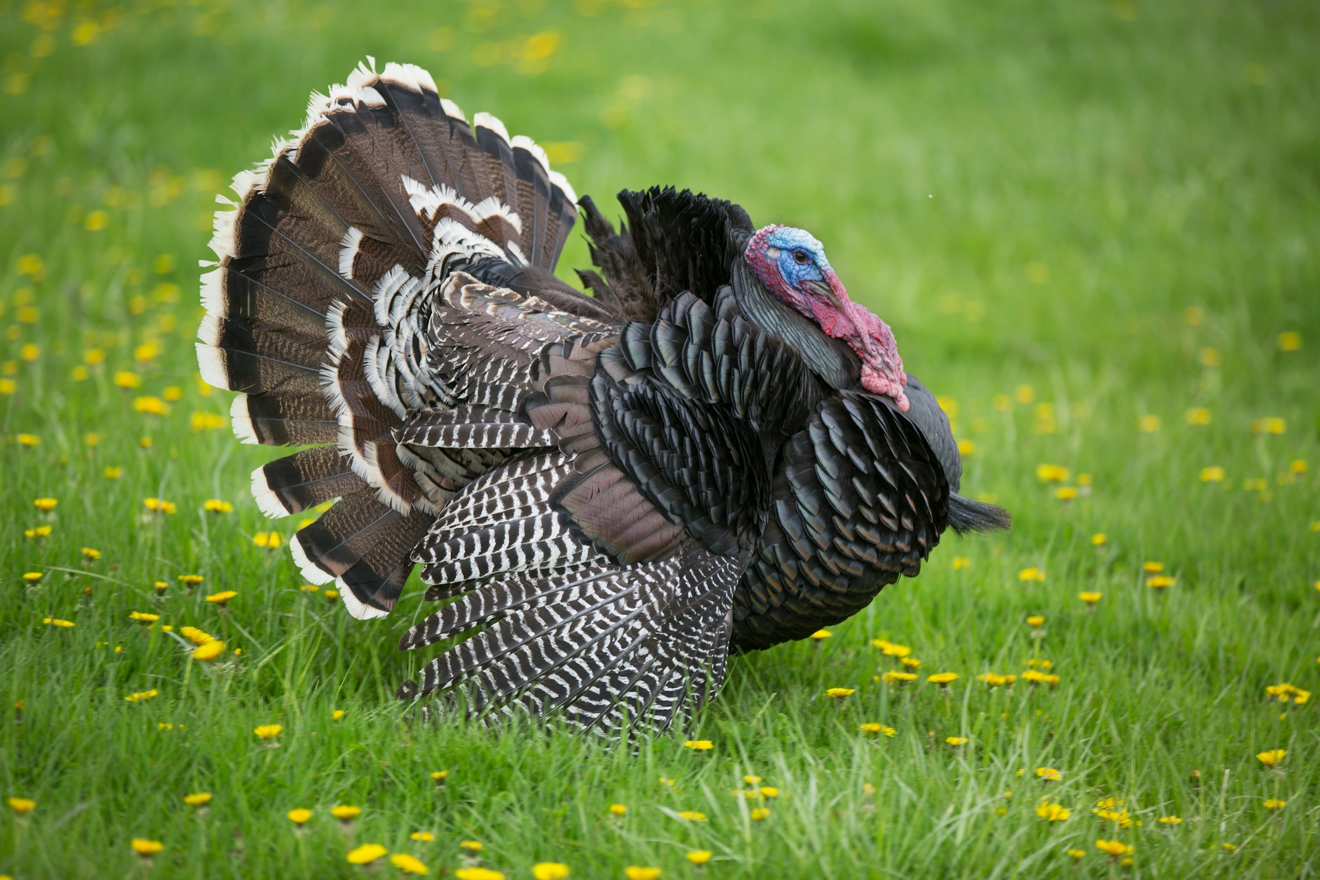 Nebraska Turkey Season: All You Need To Know