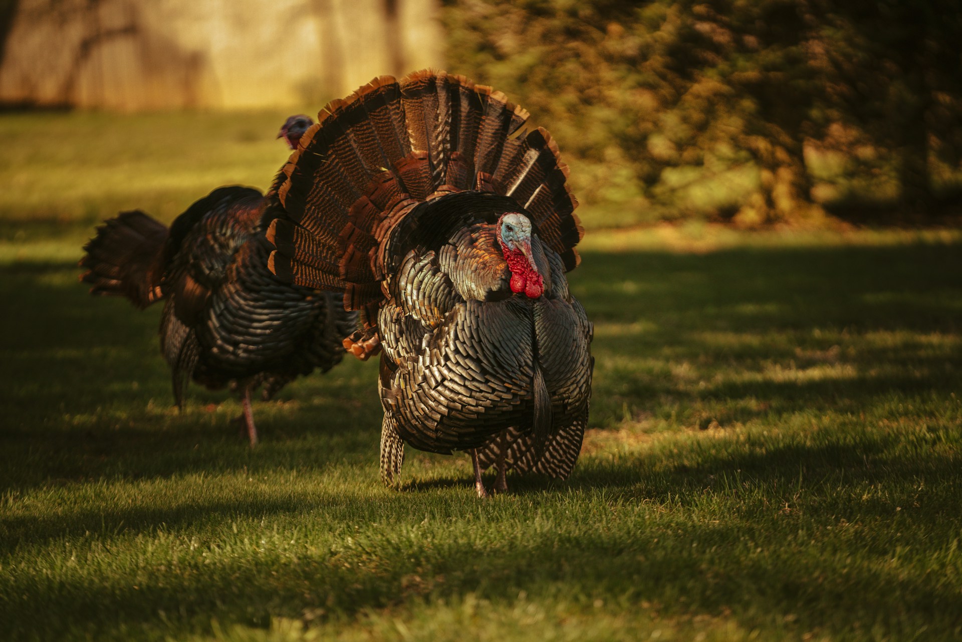 Texas Turkey Season Guide