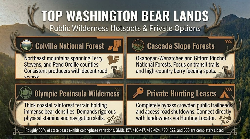 Washington Black Bear Season: The Complete Guide